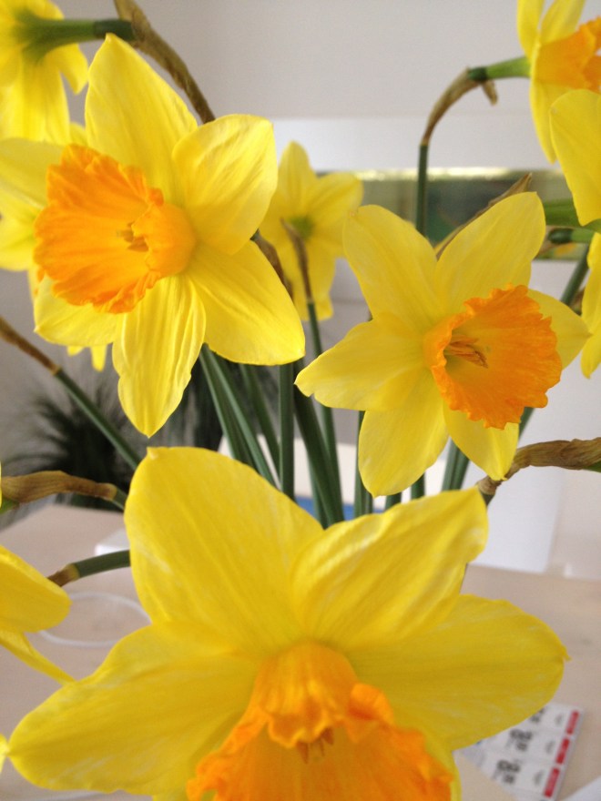 Floral Friday: Daffodils | Reflections and Nightmares- Irene A Waters ...